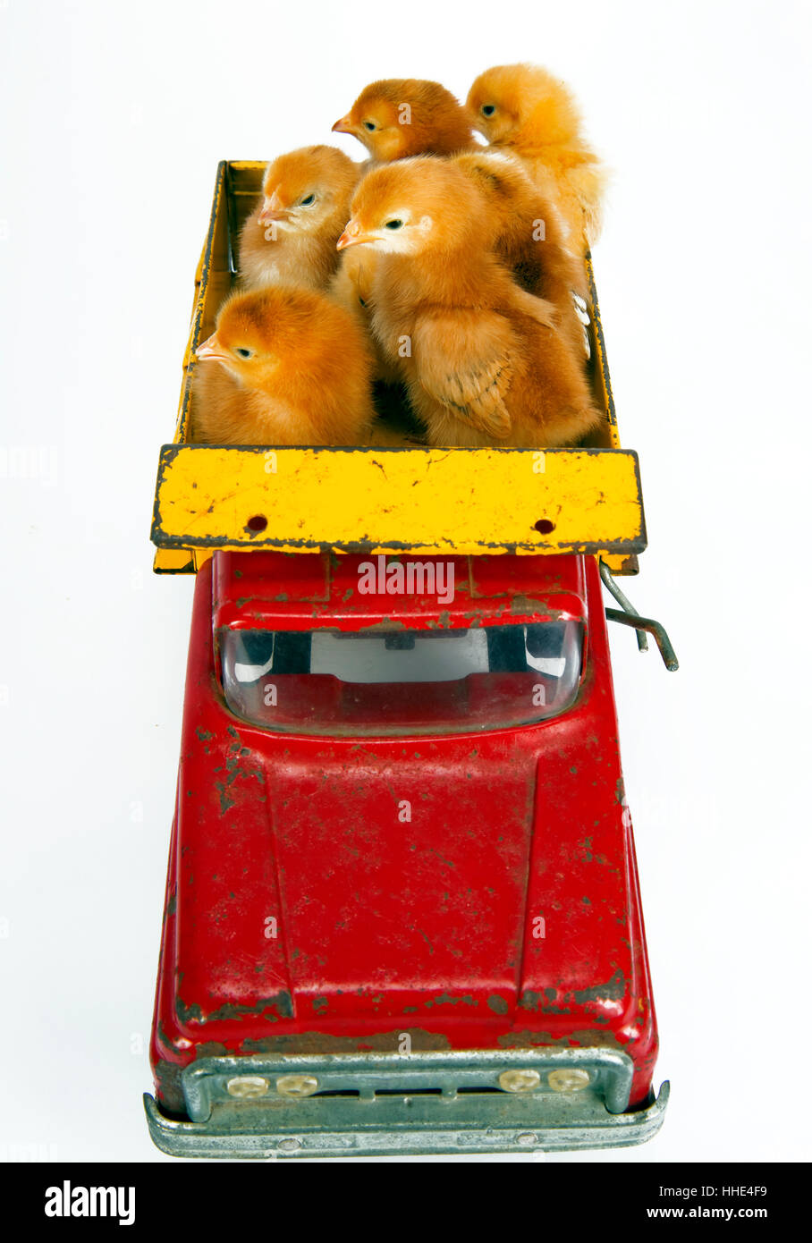 animal, bird, cub, baby, poultry, chicken, winged, wings, newborn child ...