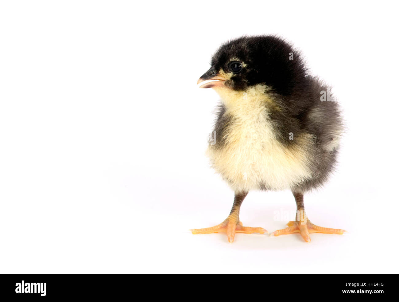 A chick of the Australorp Variety stands on white Stock Photo - Alamy