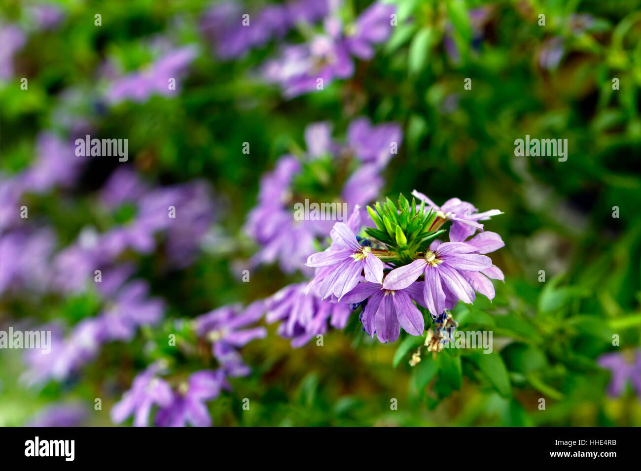 at home, isolated, optional, relaxation, flower, plant, green, bloom ...