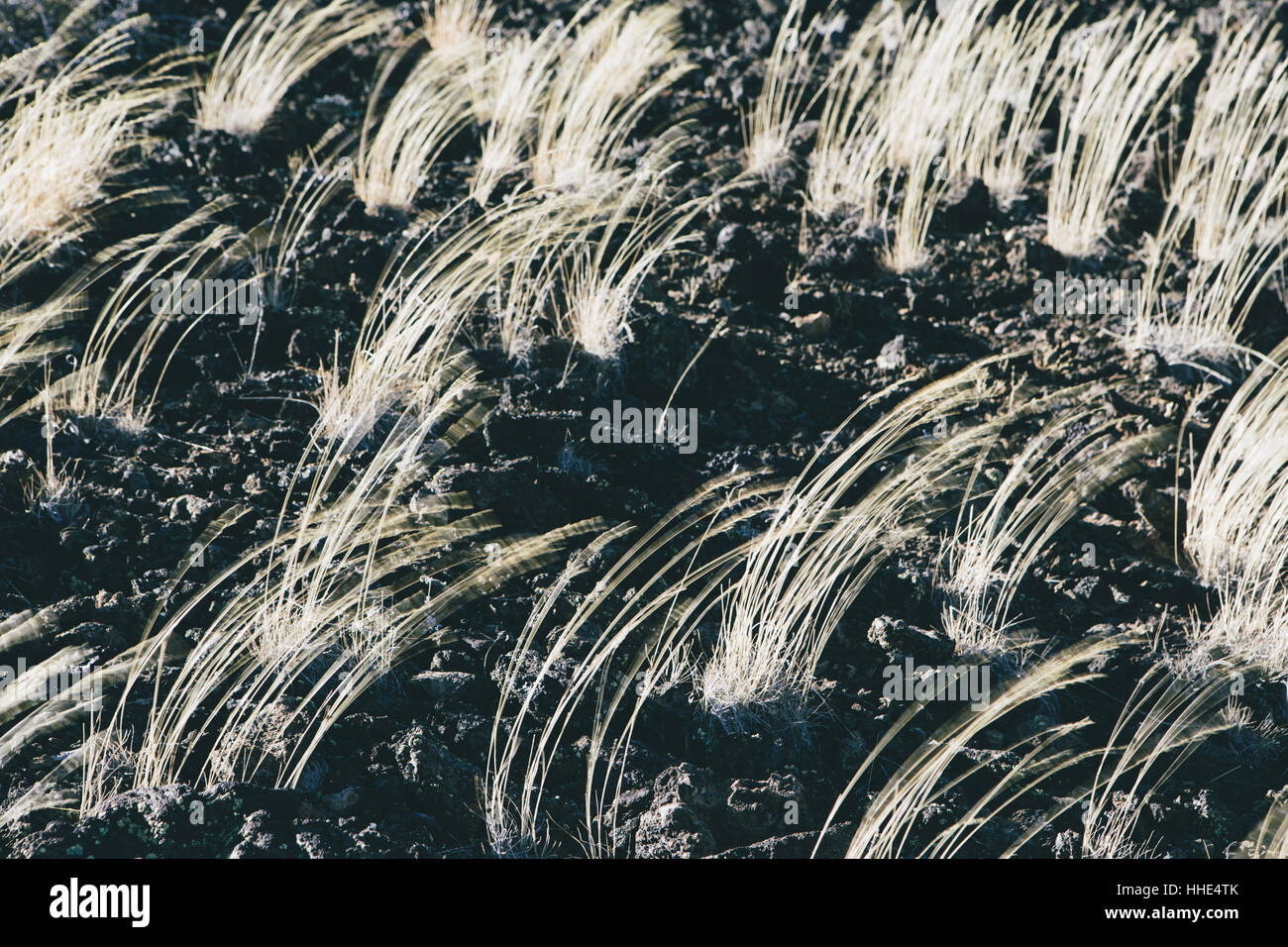 Windswept grasses and volcanic rock, Craters of the Moon National ...