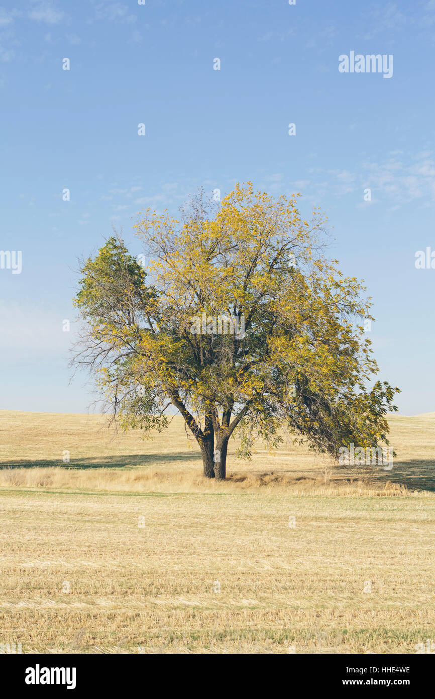 Cottonwood tree in autumn hi-res stock photography and images - Alamy