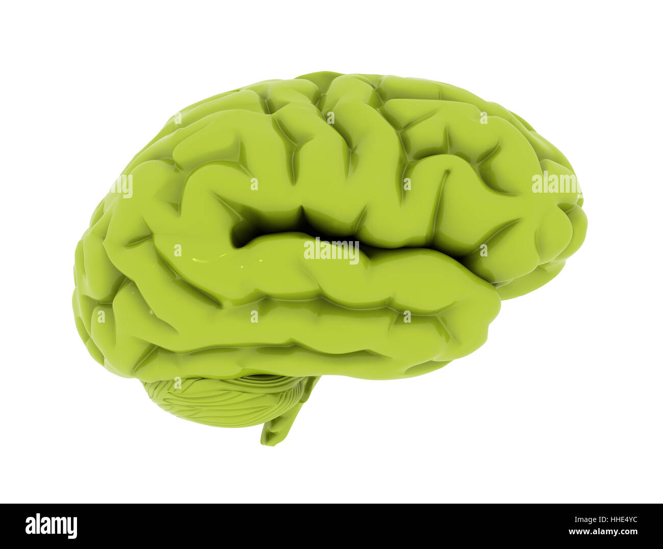 isolated, human, human being, brain, white, green, object, education ...
