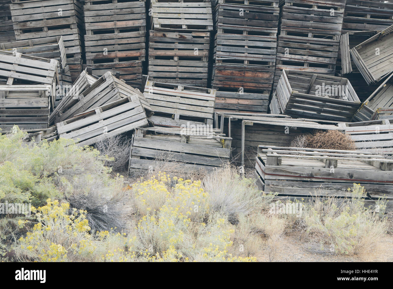 Pile of old and discarded wooden fruit crates, boxes for apple harvest ...