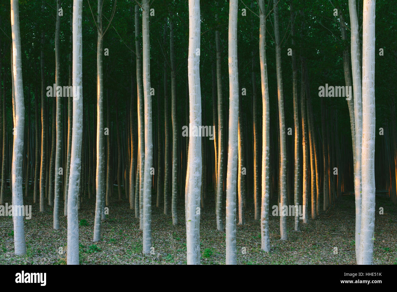 A plantation of poplar trees, commercial tree farm Stock Photo - Alamy