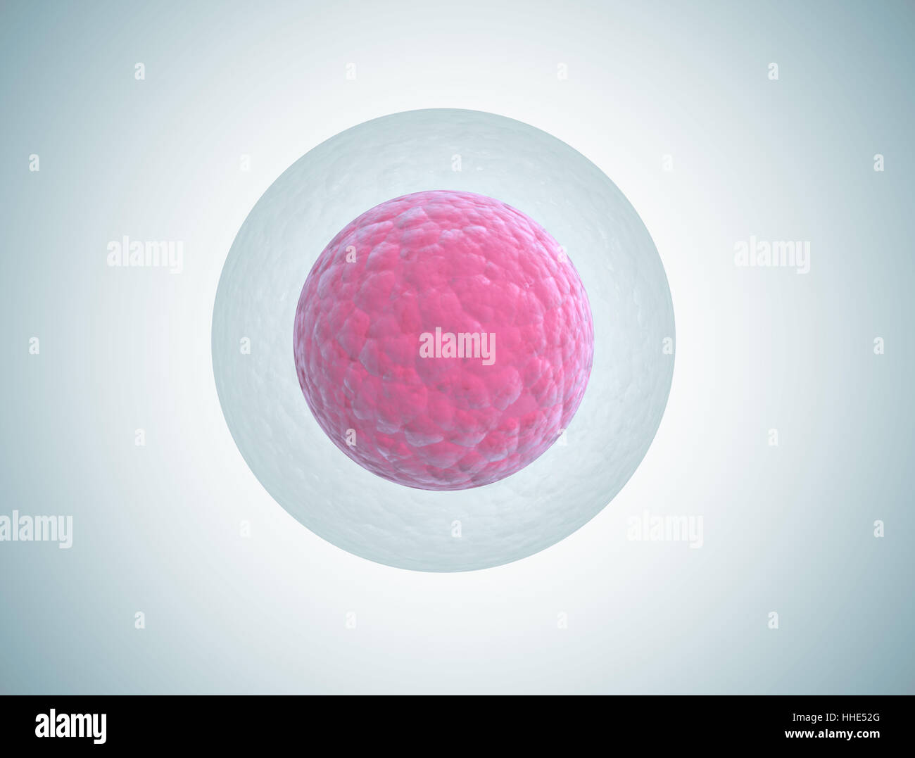 Morula human embryo hi-res stock photography and images - Alamy