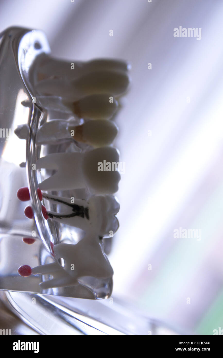 False teeth sample for dentists Stock Photo - Alamy