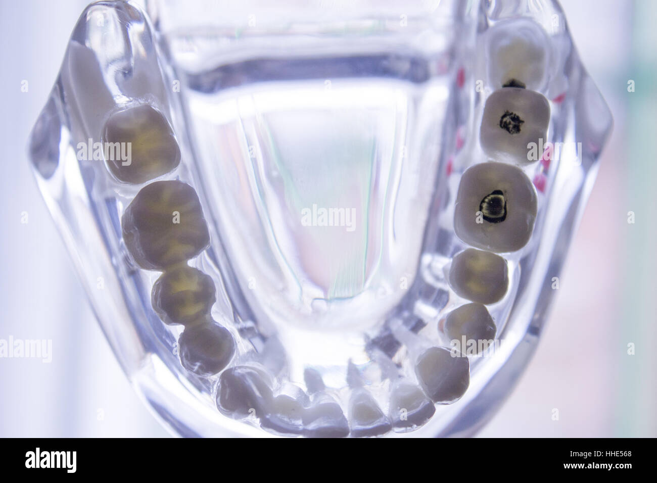 False teeth sample for dentists Stock Photo - Alamy