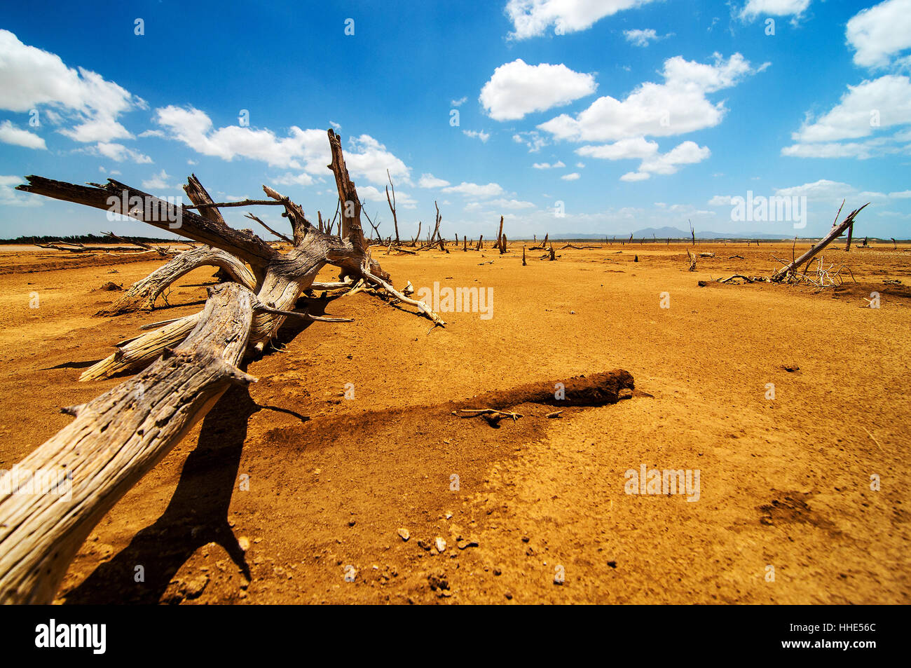 tree, desert, wasteland, dry, dried up, barren, landscape, scenery ...