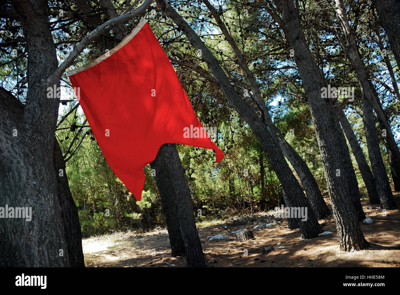 tree, trees, trunk, beach, seaside, the beach, seashore, branch, flag ...