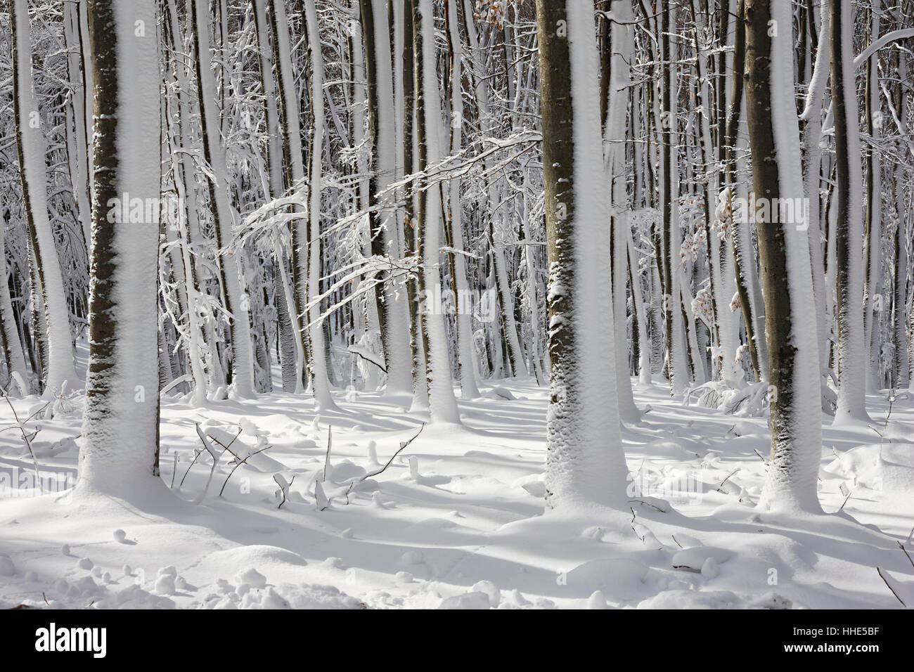 Snowfall in winter wild forest hi-res stock photography and images - Alamy
