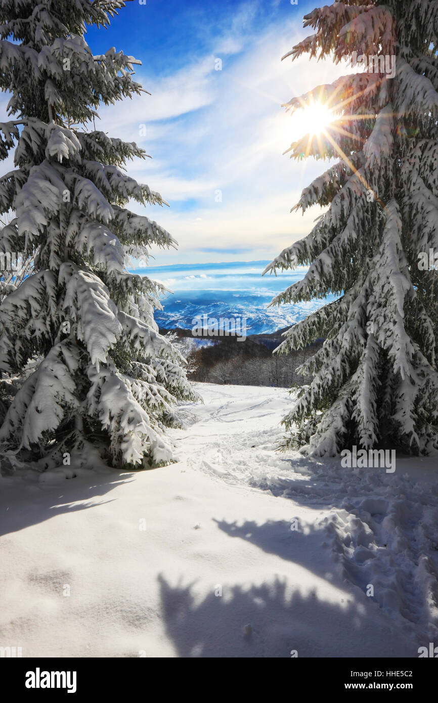 Trees covered snow frozen hi-res stock photography and images - Alamy