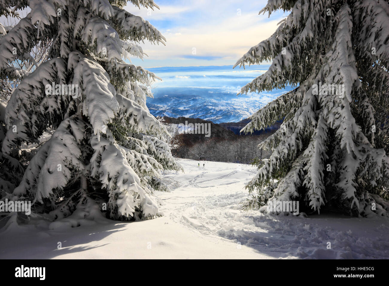 Two Large Trees Snow Mountains