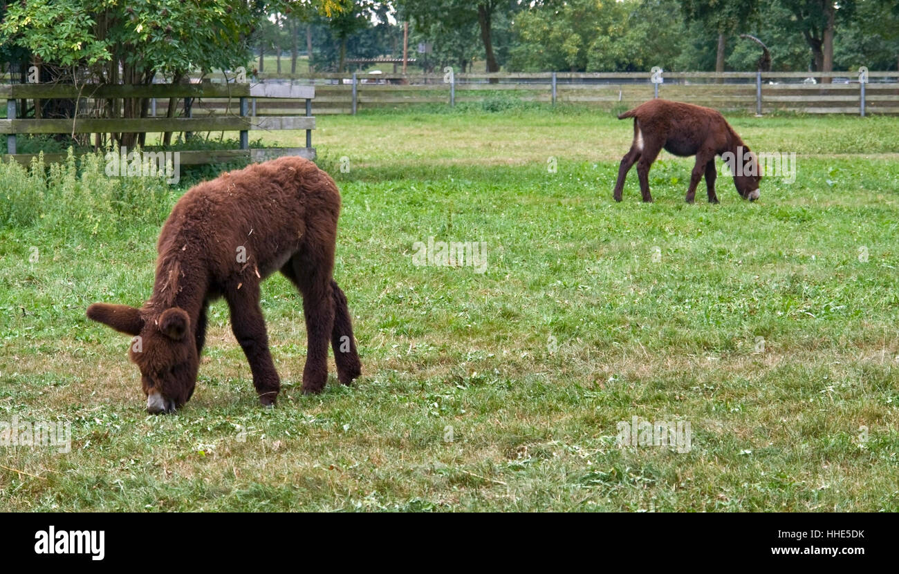 Poitou donkeys hi-res stock photography and images - Alamy