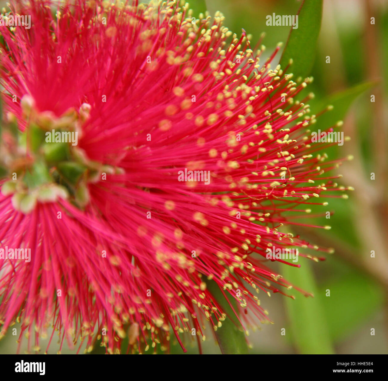 Calliandra grandiflora hi-res stock photography and images - Alamy