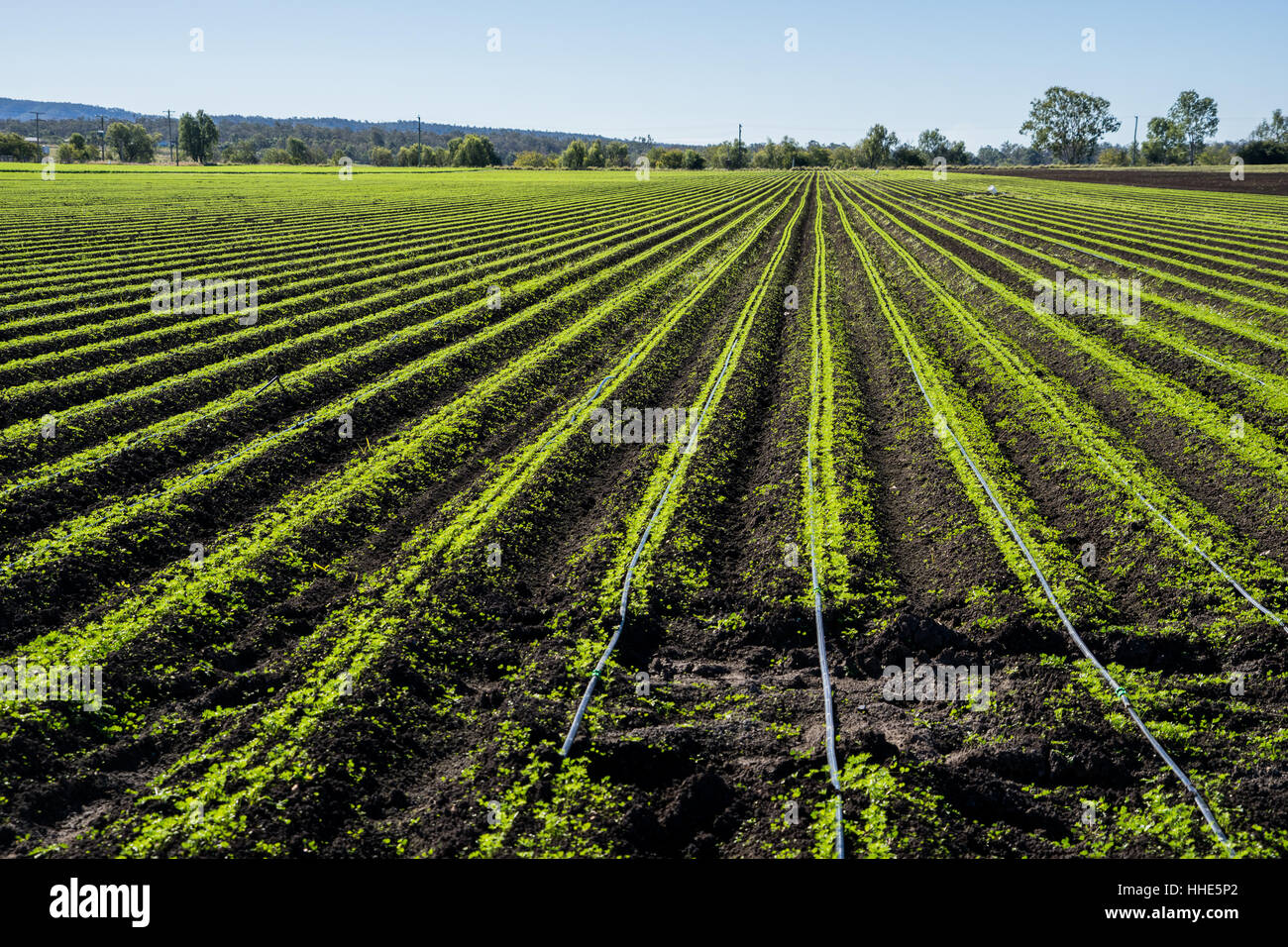 Farming carrot rows. Huge areas of the granite belt are used for ...