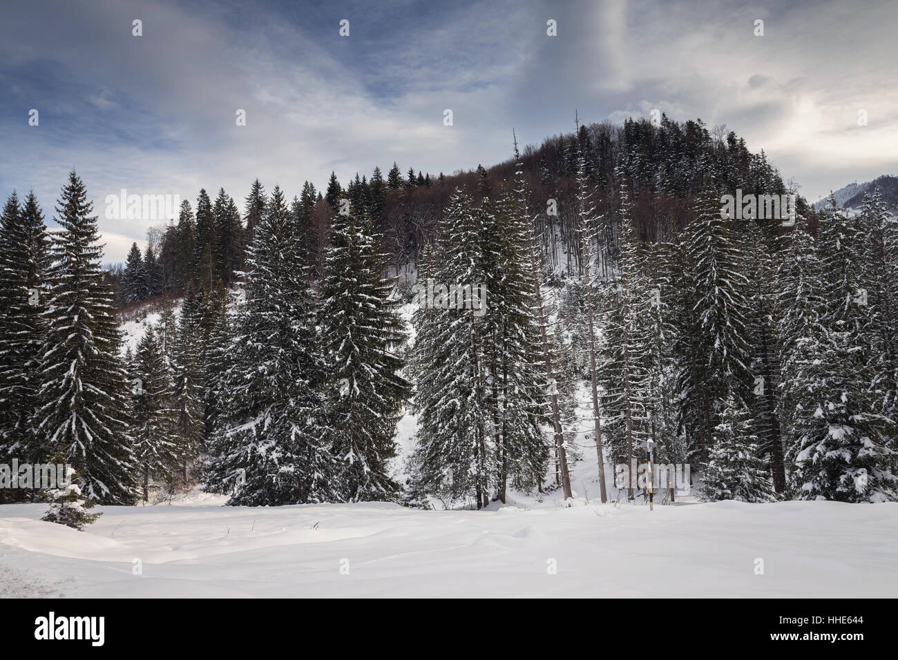 Winter landscape of fir trees forest at sunrise Stock Photo - Alamy