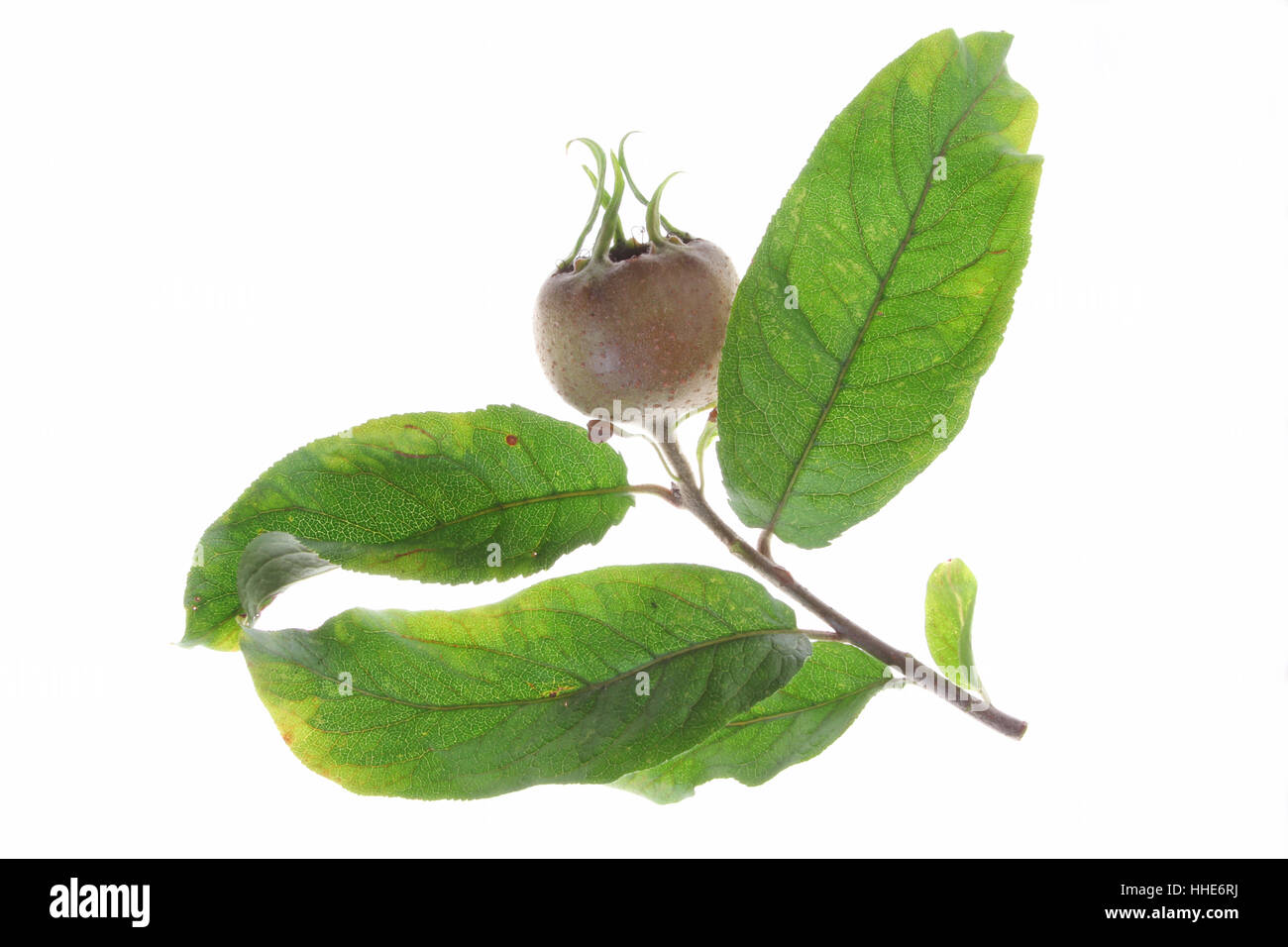 Medlar detail Cut Out Stock Images & Pictures - Alamy