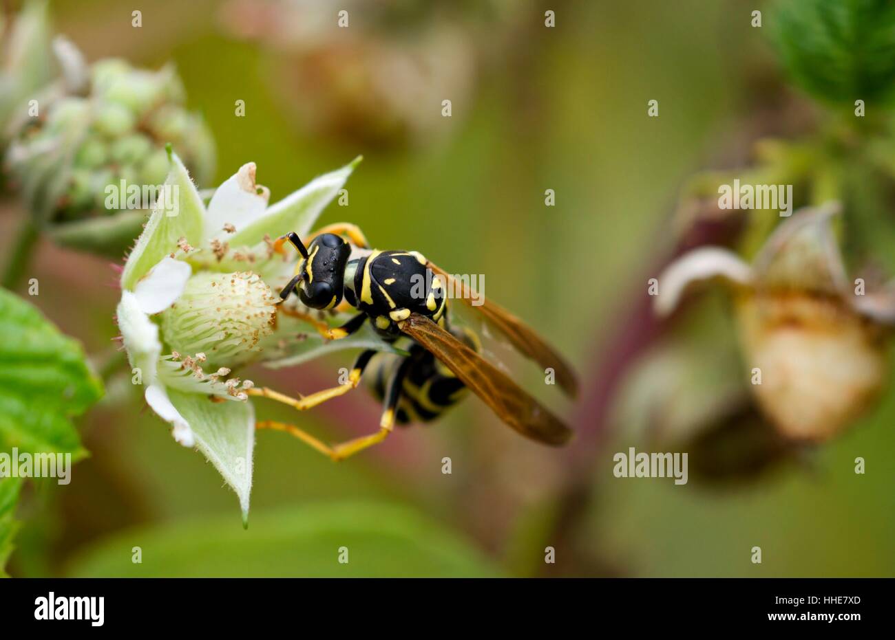 Wasp in detail hi-res stock photography and images - Alamy