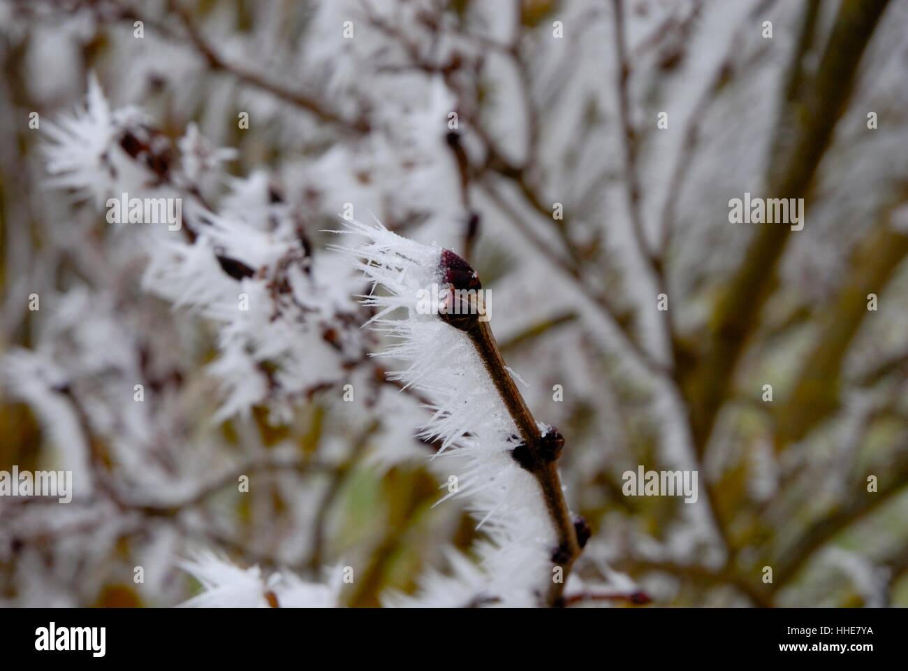 frost on nature Stock Photo - Alamy