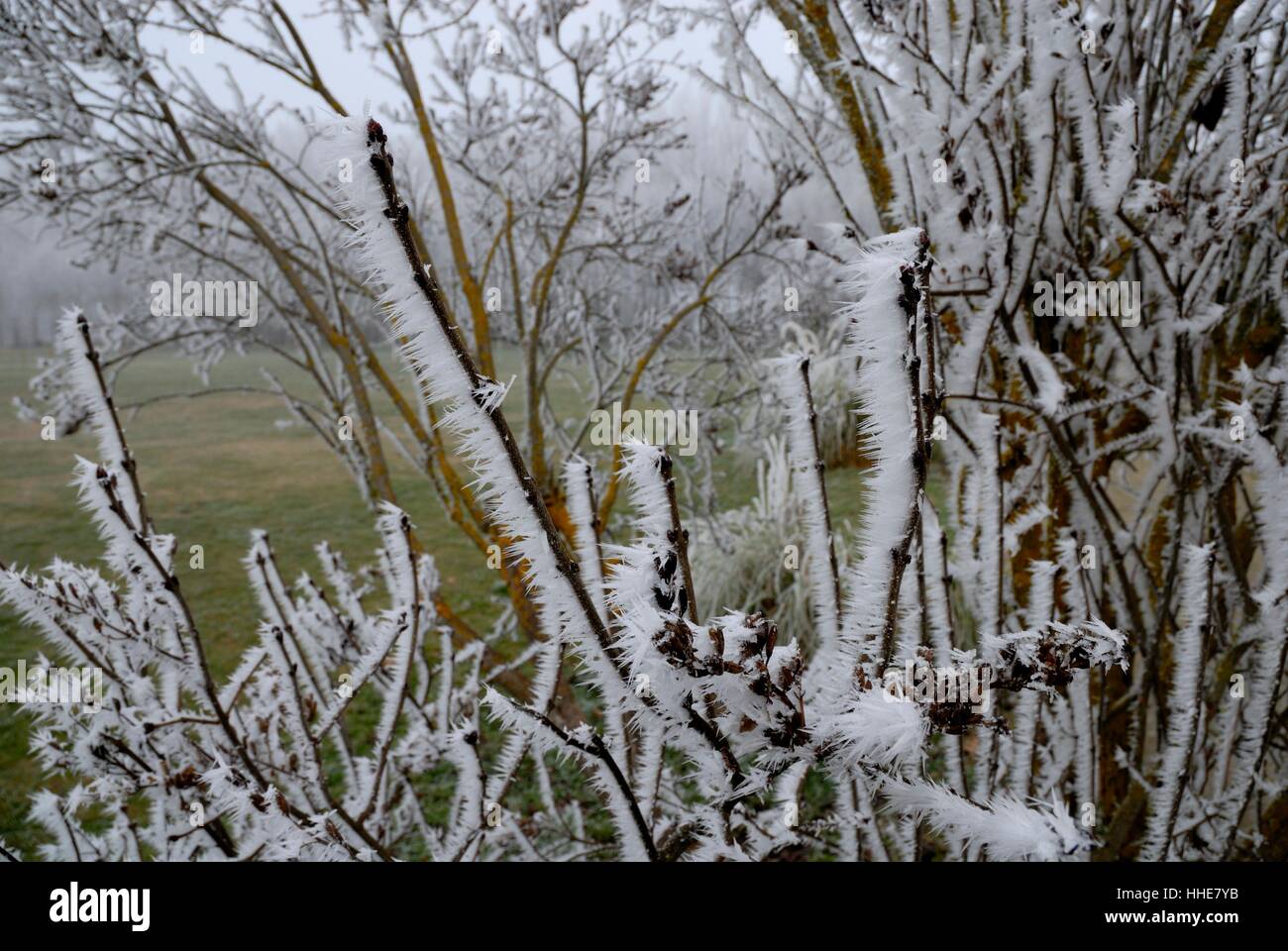 frost on nature Stock Photo - Alamy