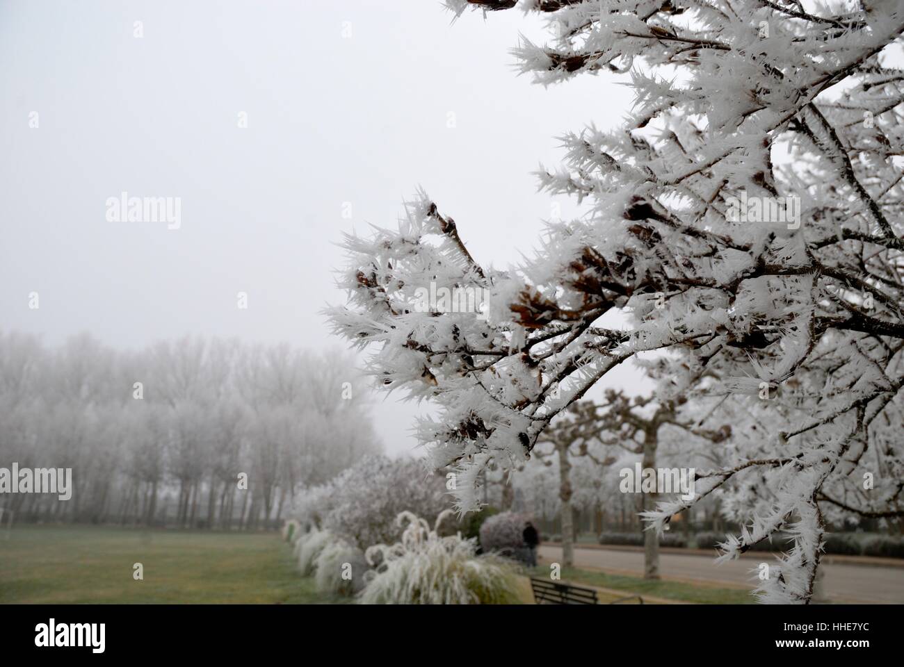 frost on nature Stock Photo - Alamy