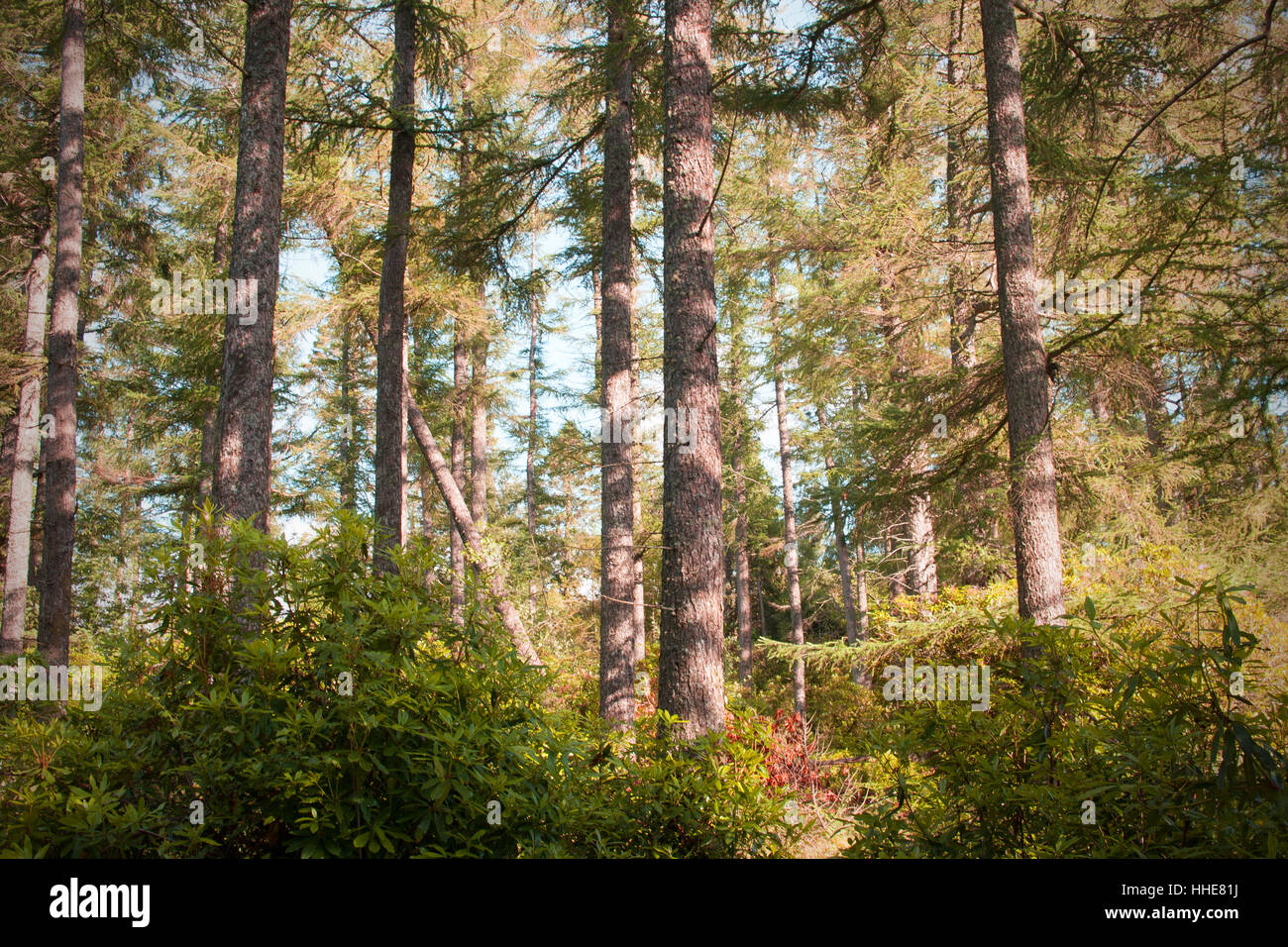 Trees of Scotland Stock Photo - Alamy