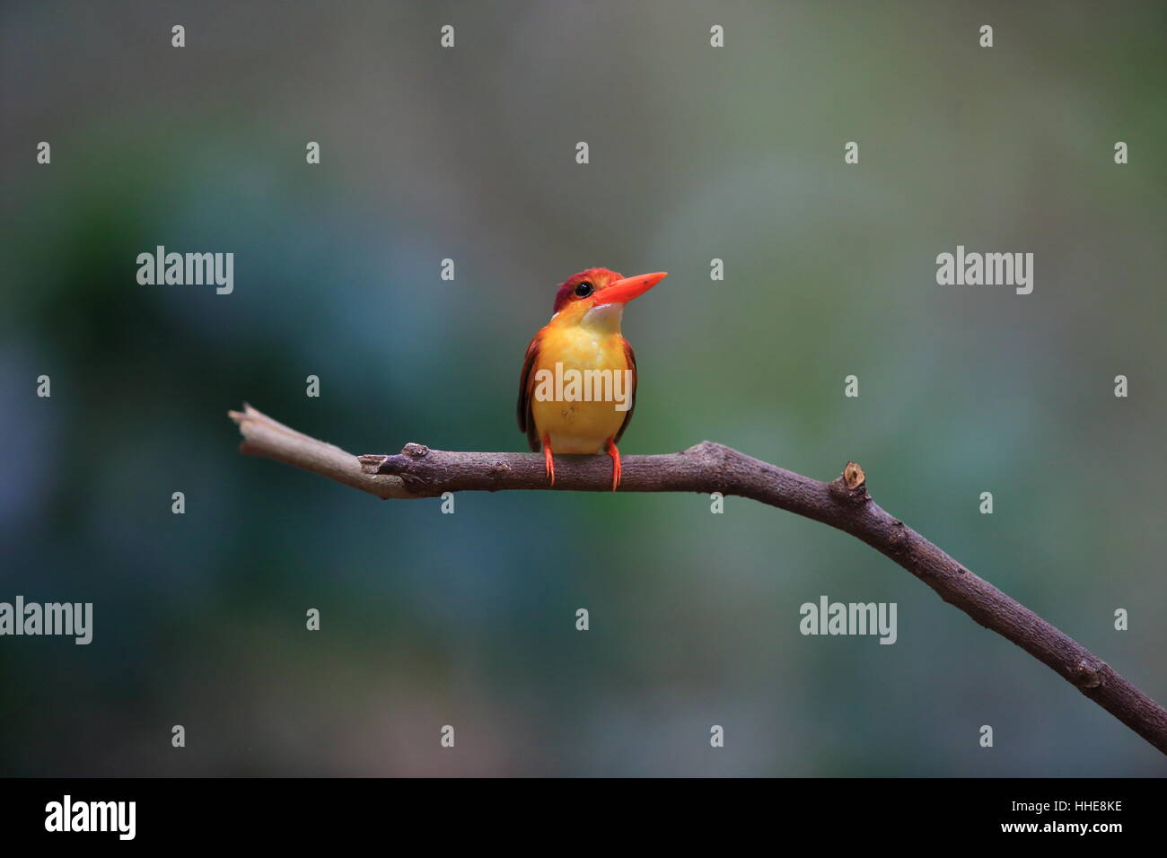 Rufous-Backed Kingfisher (Ceyx rufidorsa) in Bali Barat National Park ...