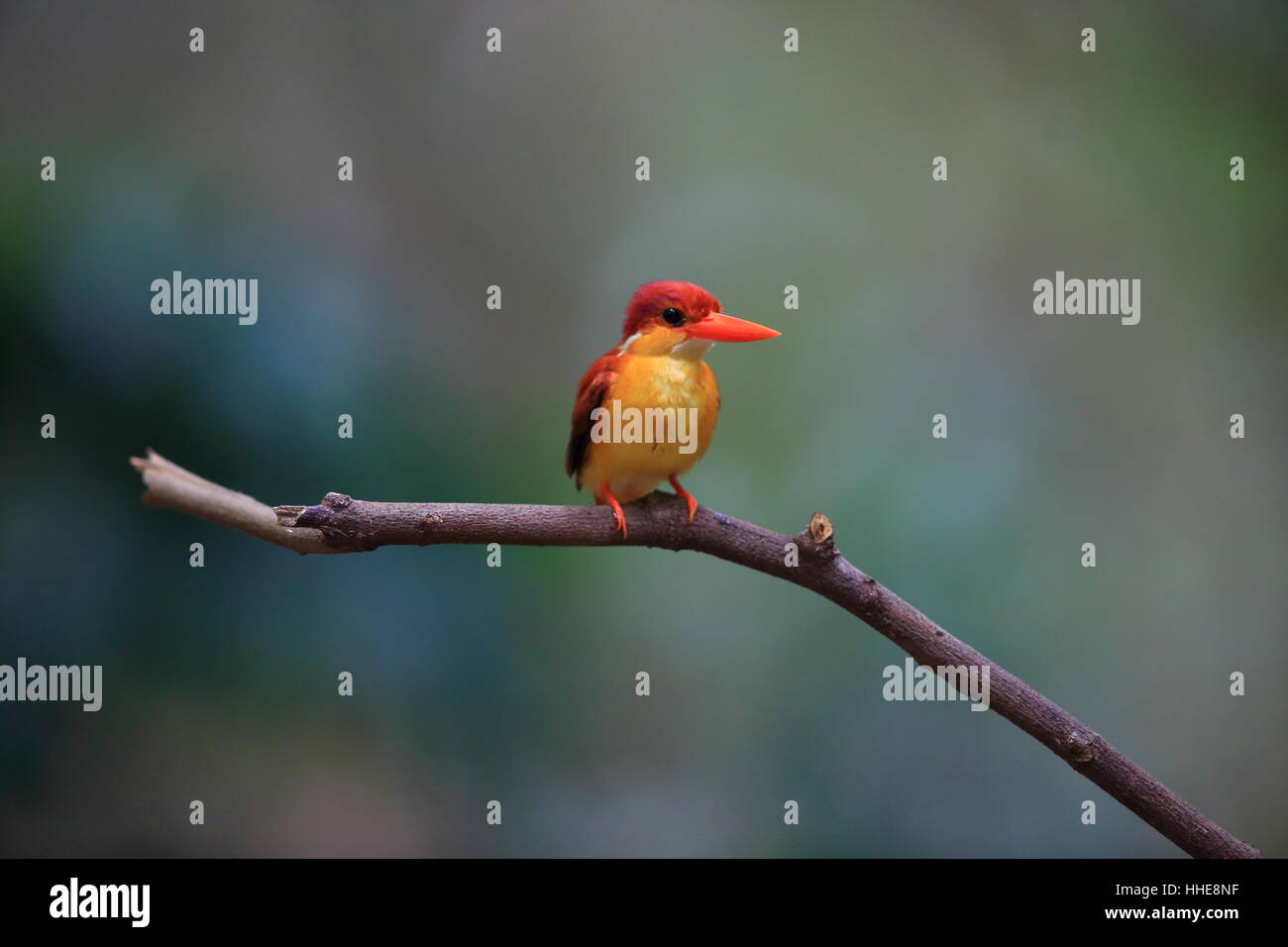 Rufous-Backed Kingfisher (Ceyx rufidorsa) in Bali Barat National Park ...