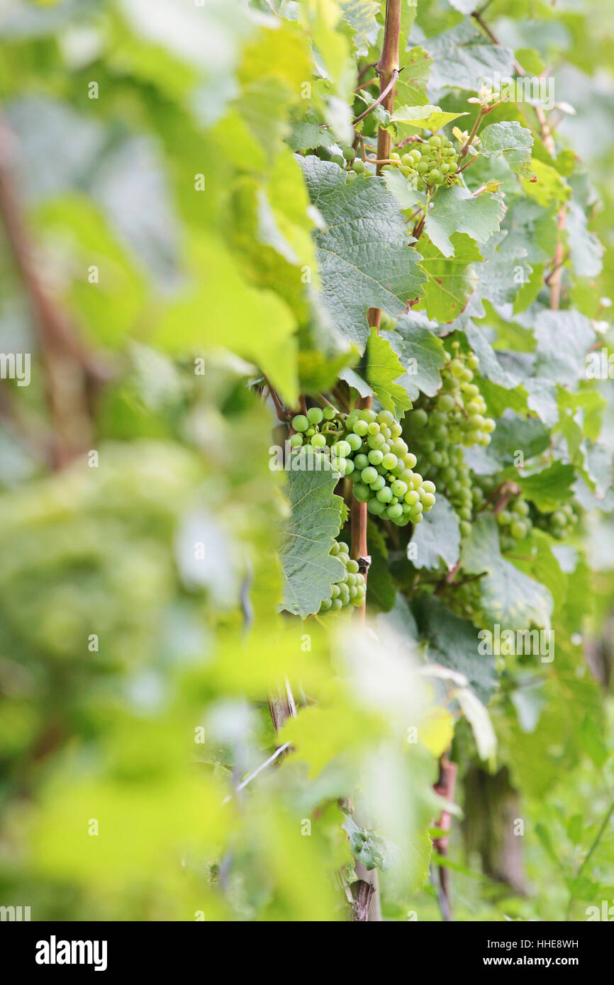 green, grapes, vineyard, vine leaves, common grape vines, vine, grape ...