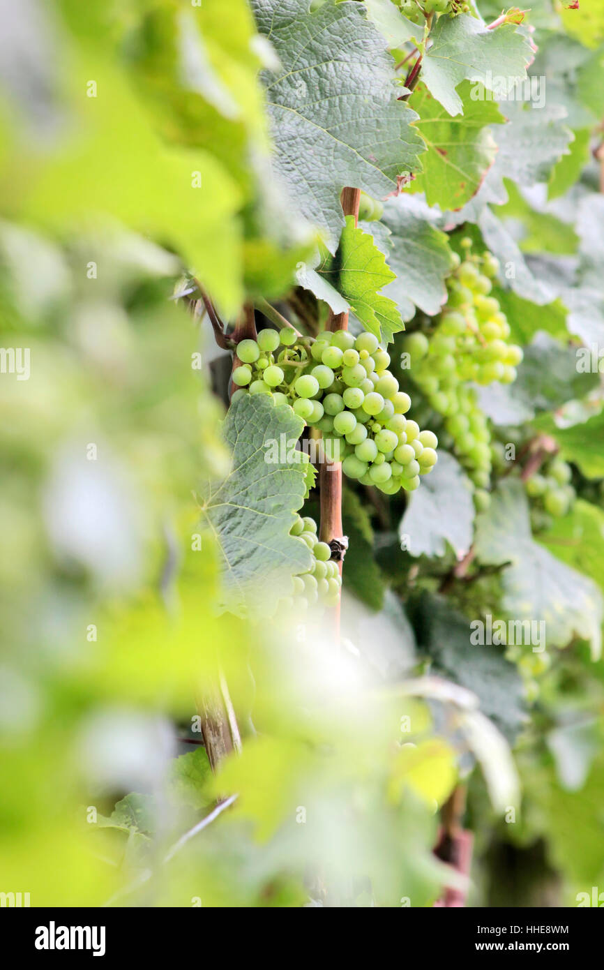 green, grapes, vineyard, spring, common grape vines, vine, grape vine ...