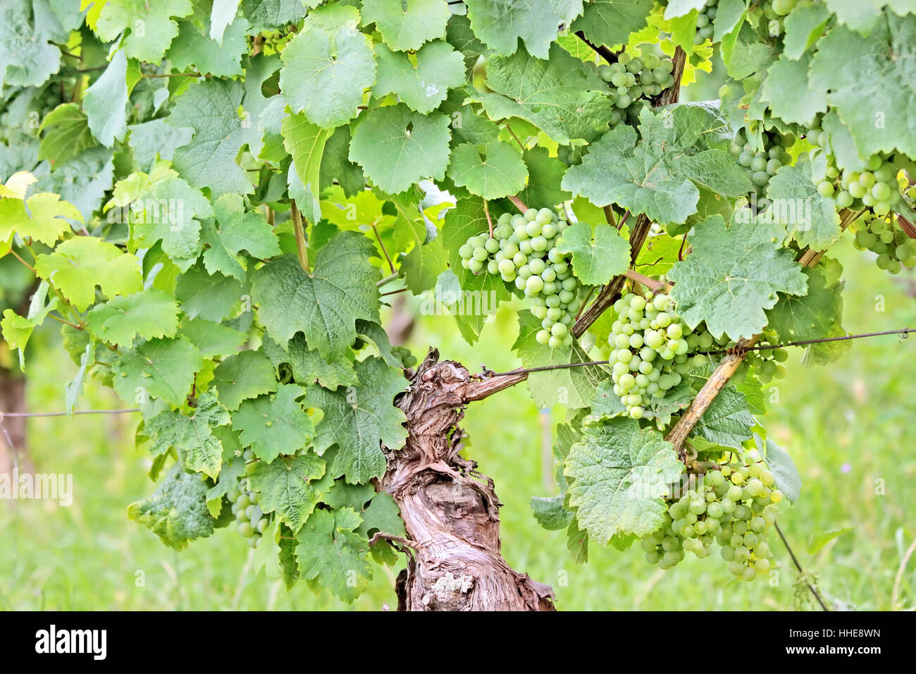 green, grapes, vineyard, vine leaves, common grape vines, vine, grape vine Stock Photo - Alamy