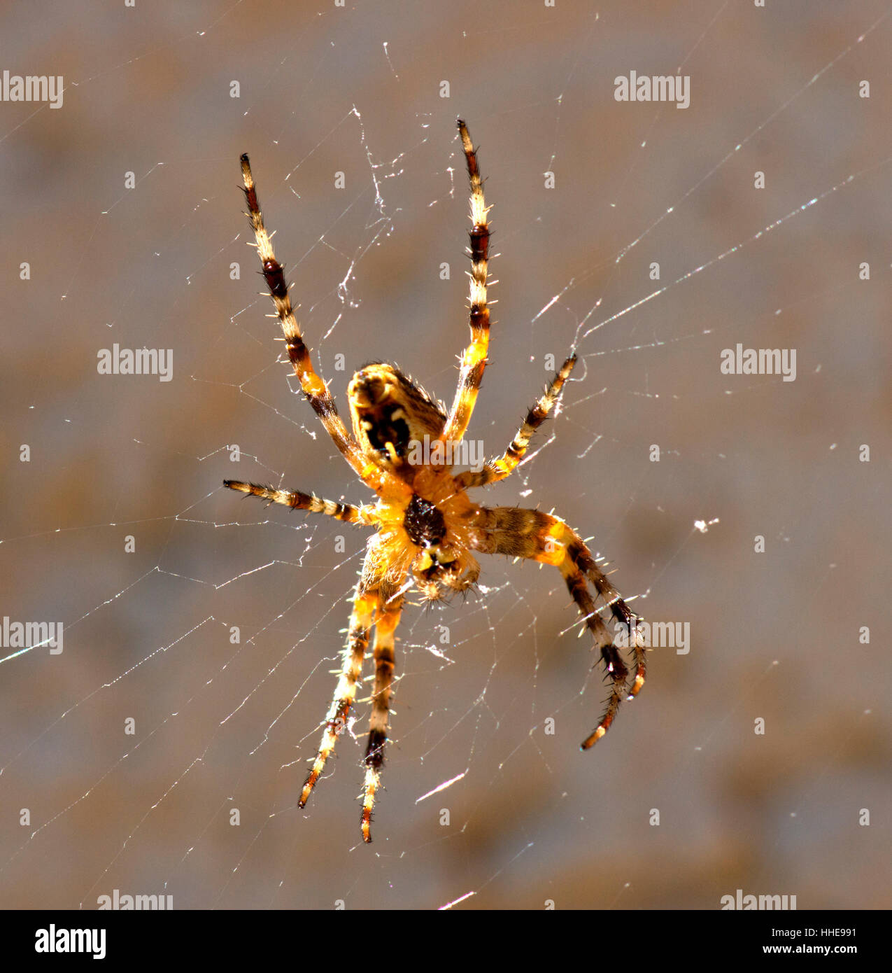 legs, animal, insect, hunter, small, tiny, little, short, spider, net ...