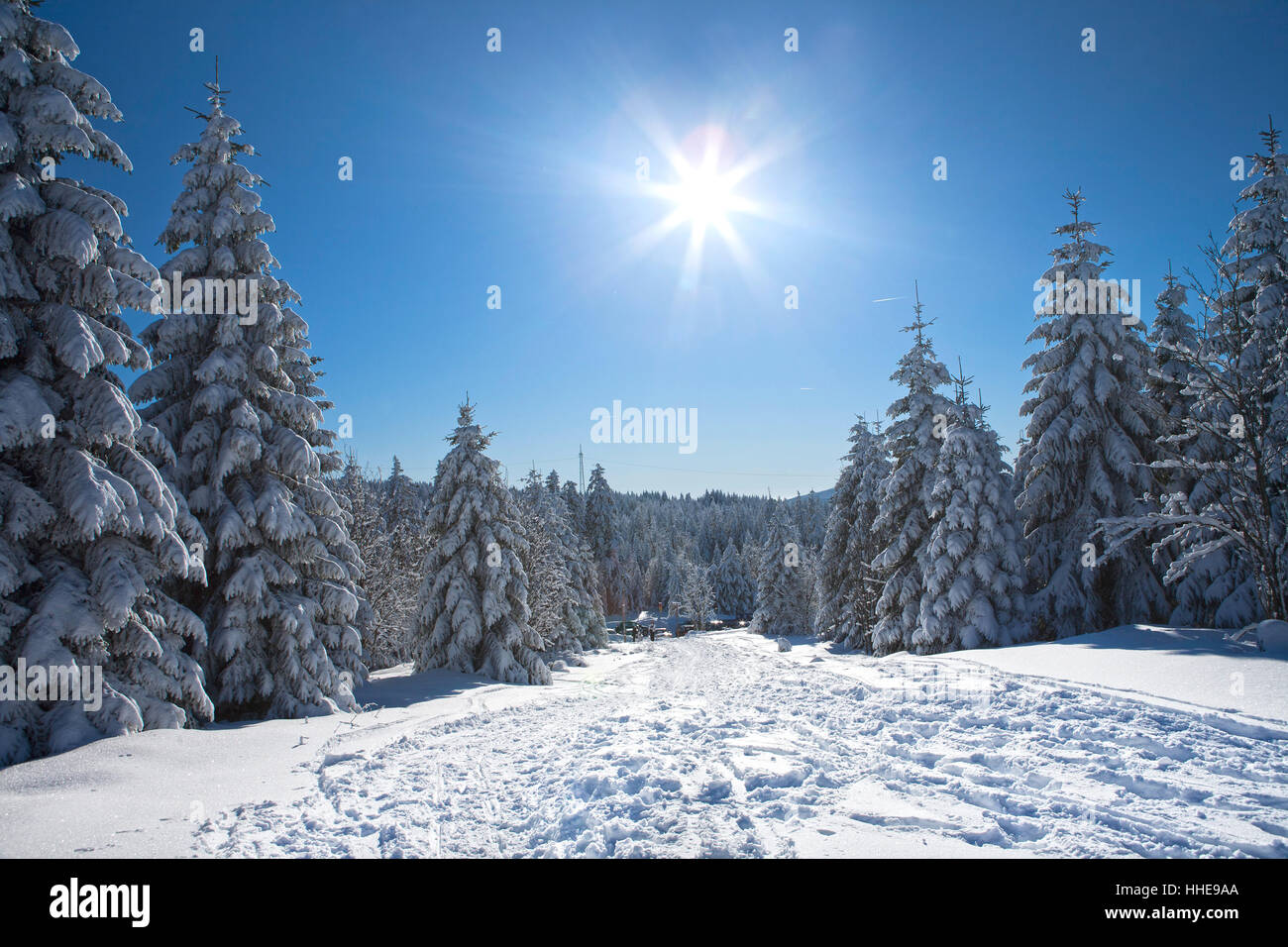 winter, cold, frost, snowflakes, season, snow, shine, shines, bright ...