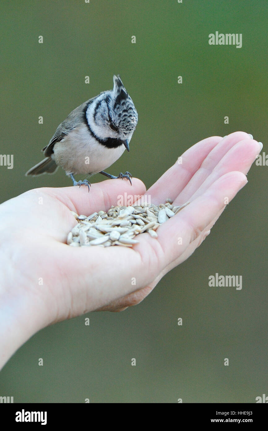 hand, tame, confiding, titmouse, trust, familiar, confide, rely, hand ...