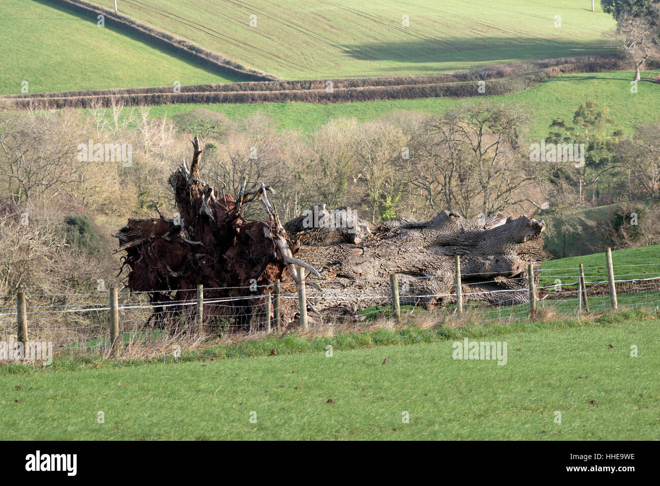 Uprooted oak tree on farmland in Devon England UK Stock Photo - Alamy