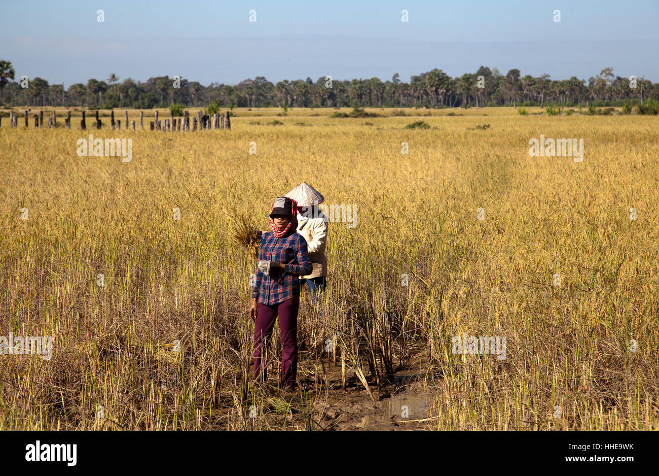 Villager Harvesting Rice in Preah Dak Village in Siem Reap - Cambodia ...