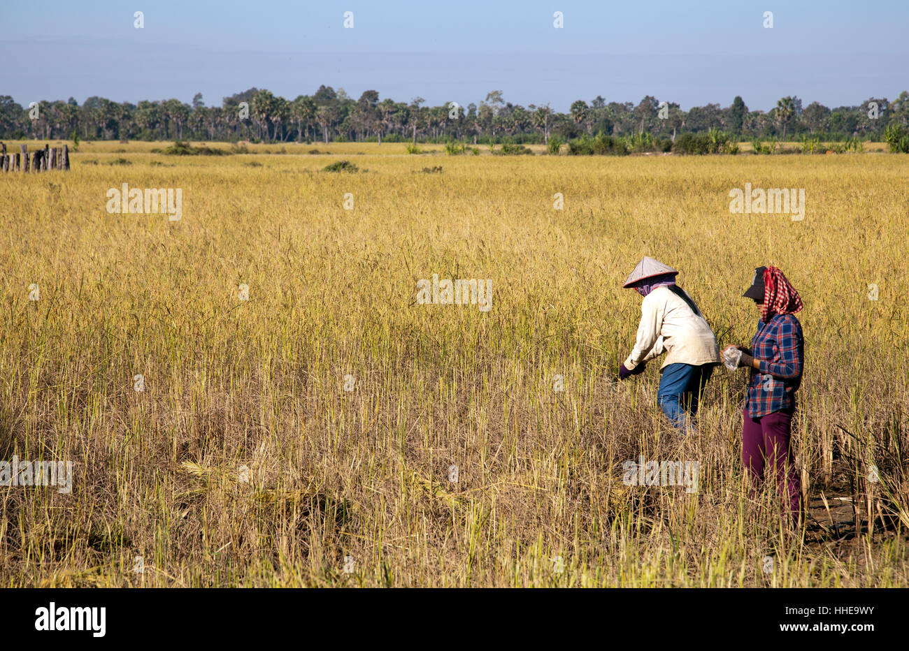 Villagers Harvesting Rice in Preah Dak Village in Siem Reap - Cambodia ...
