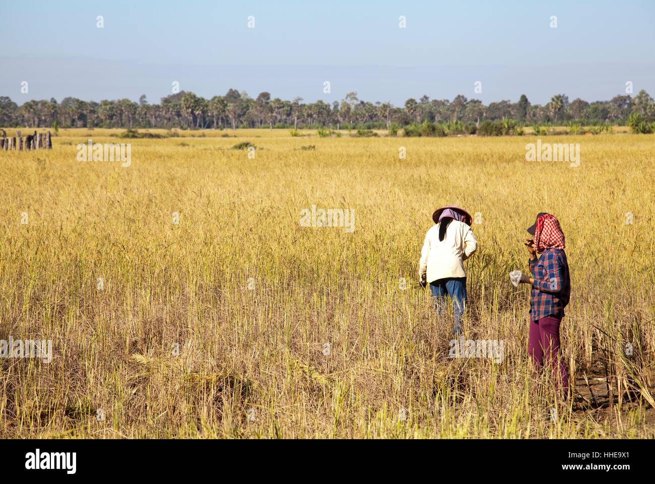 Villagers Harvesting Rice in Preah Dak Village in Siem Reap - Cambodia ...