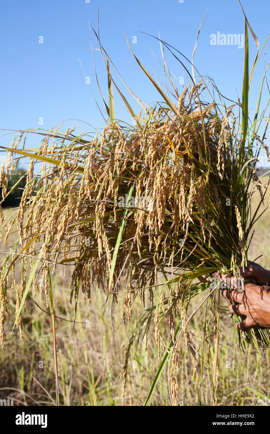 Rice Plants in Cambodia Stock Photo - Alamy