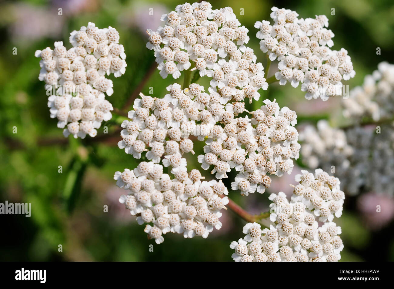 Oil of yarrow hi-res stock photography and images - Alamy