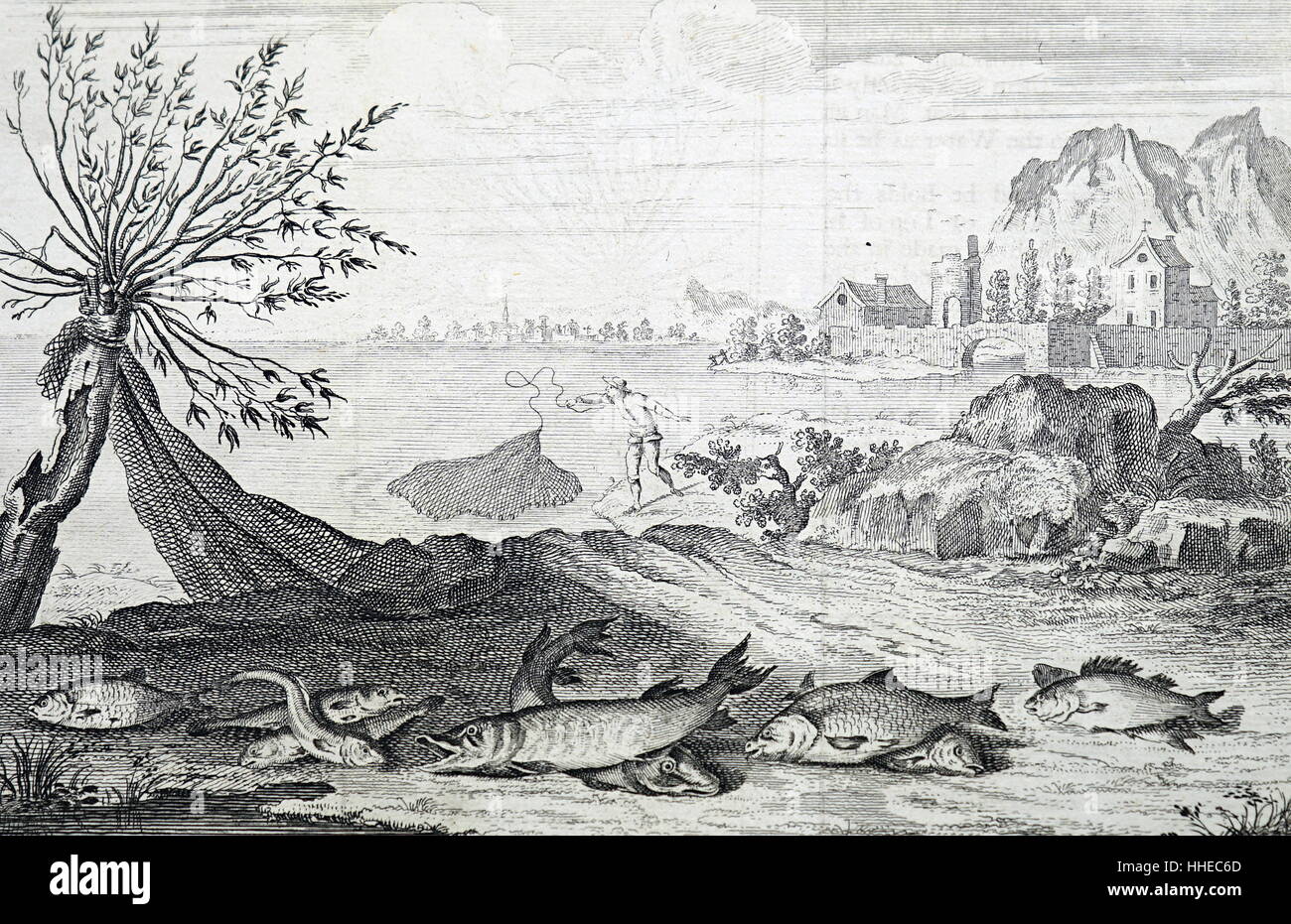 Freshwater fish caught with the casting net. From left to right; Roach ...