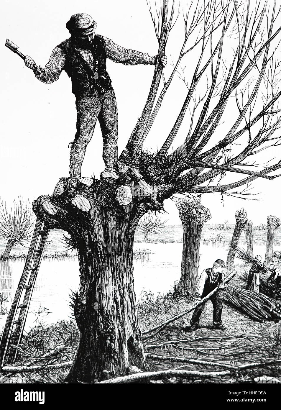 Pollarding willows. illustration by the author for Henry Robert ...
