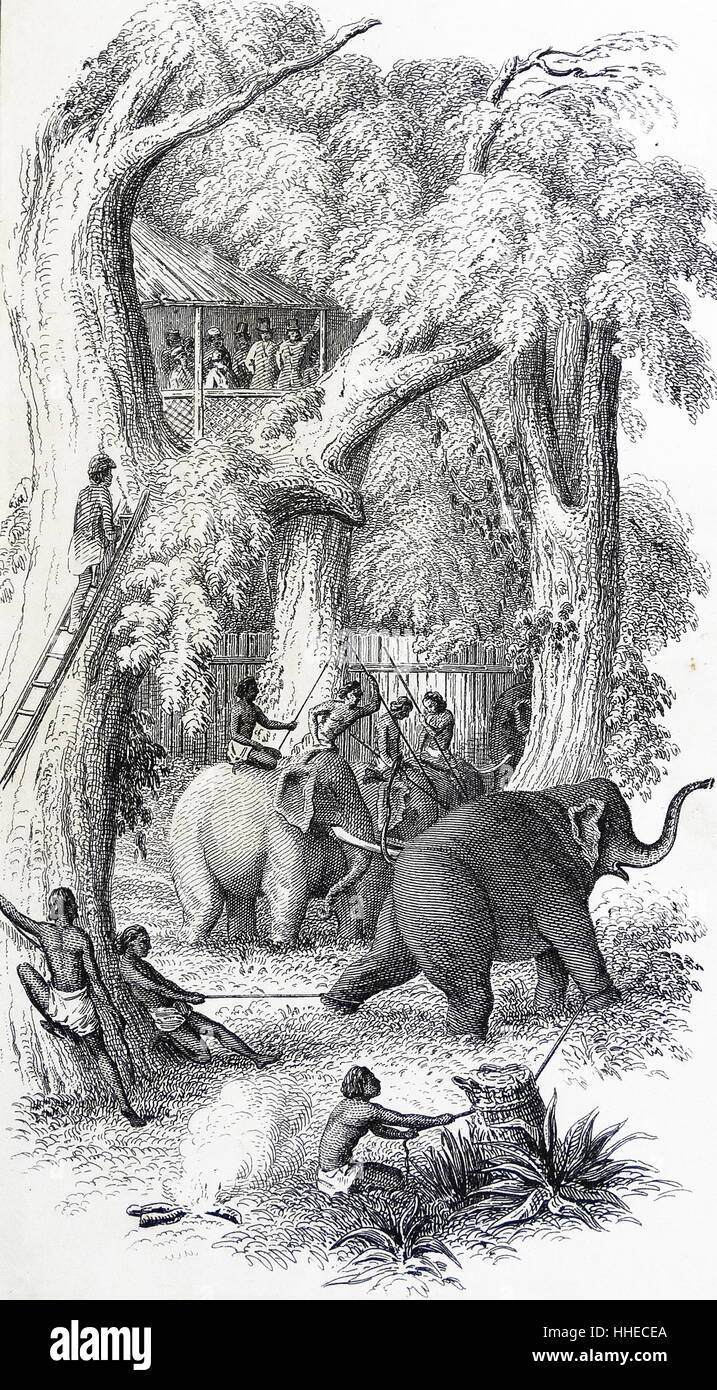 Catching wild elephants in British ruled Ceylon (Sri Lanka) 1882 Stock ...