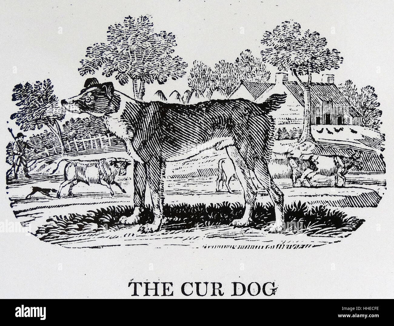 A Cur Dog. From Thomas Bewick A General History of Quadrupeds ...