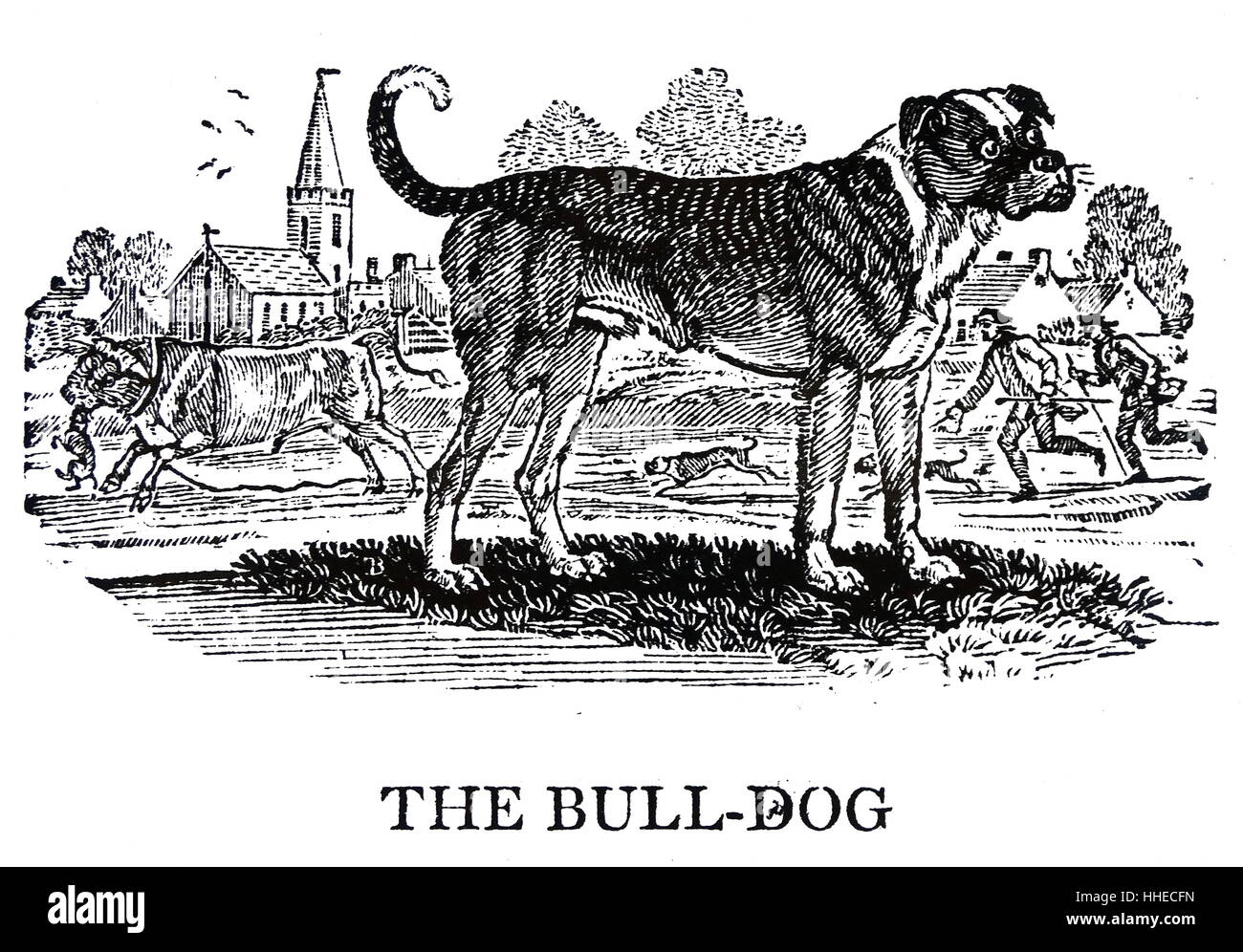 The Bulldog. From Thomas Bewick A General History of Quadrupeds ...