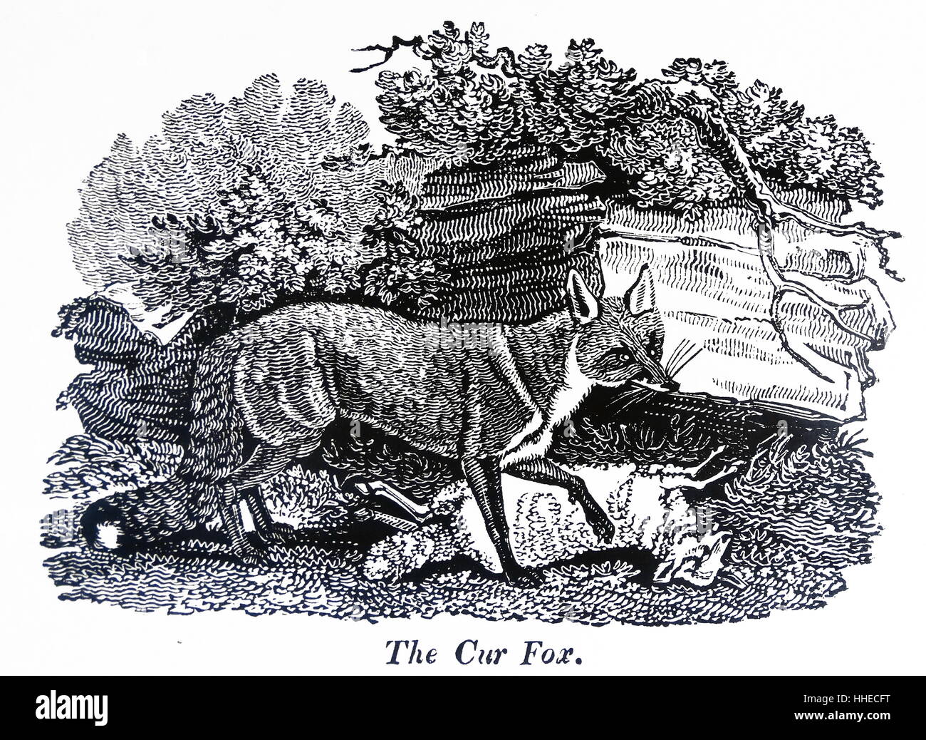 The Cur Fox. From Simeon Shaw Nature Displayed, London, 1823 Stock ...