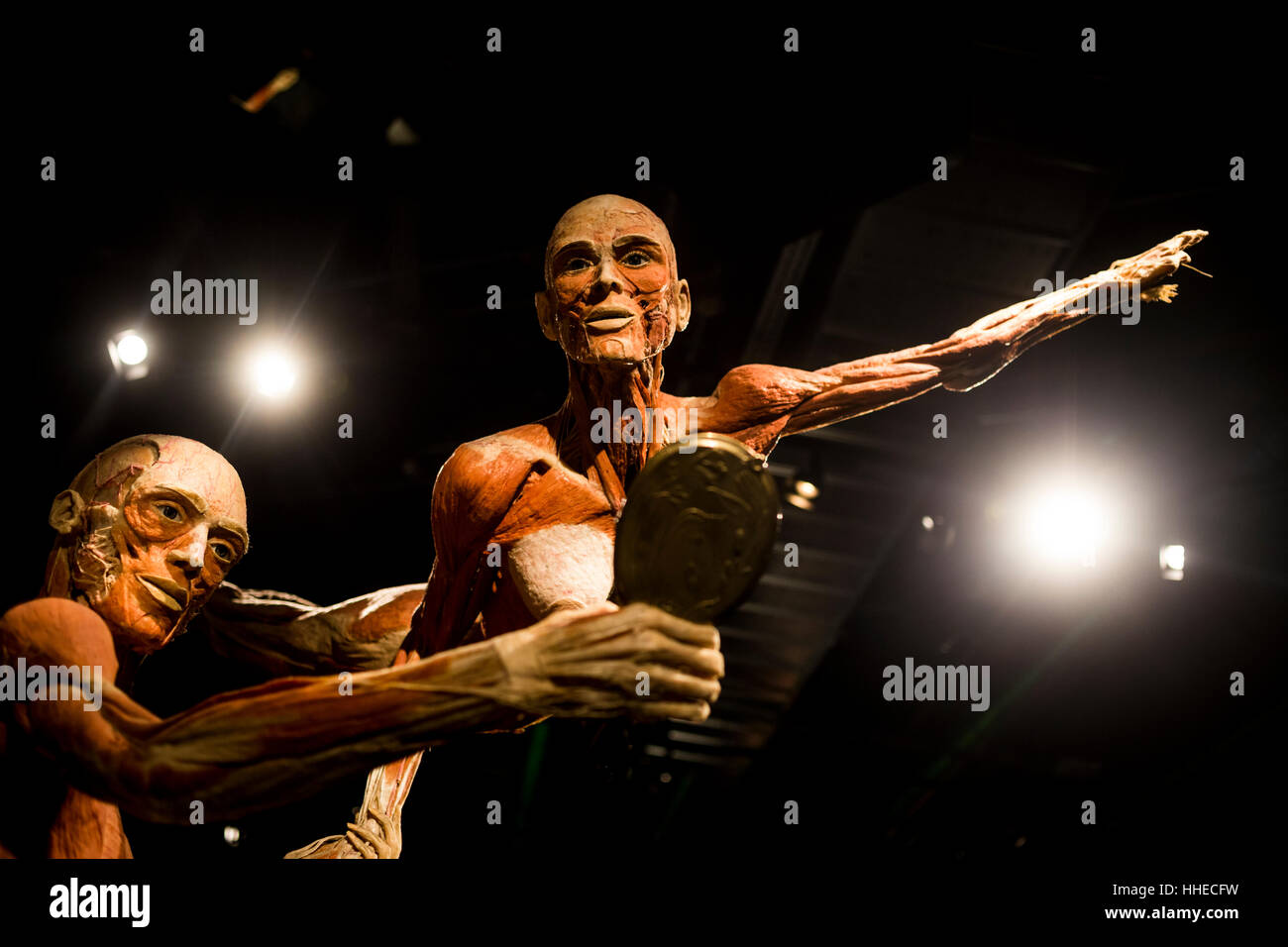 A sculpture on display at a Body World exhibition in Berlin, Germany ...