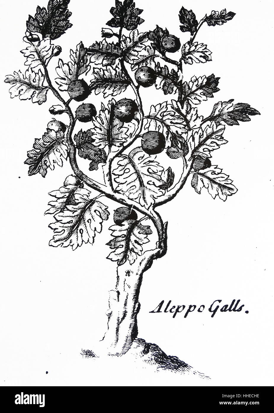 Aleppo galls: these oak galls were used as a dye for wool and for ink ...