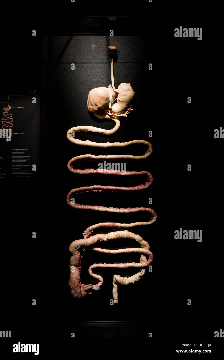 Illustration of the digestive system at a Body World exhibition in ...