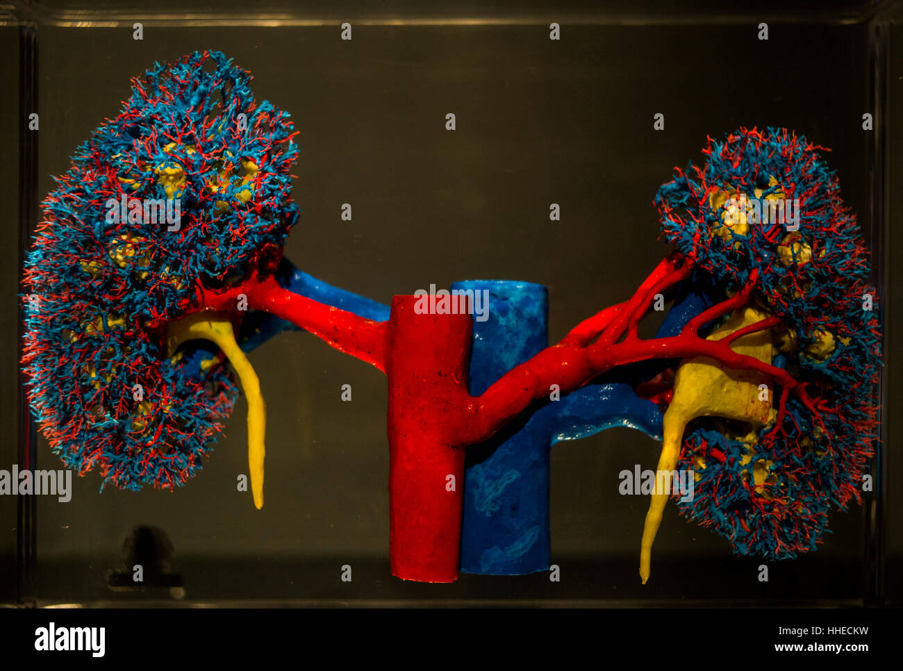 Sculpture body world exhibition in hi-res stock photography and images ...